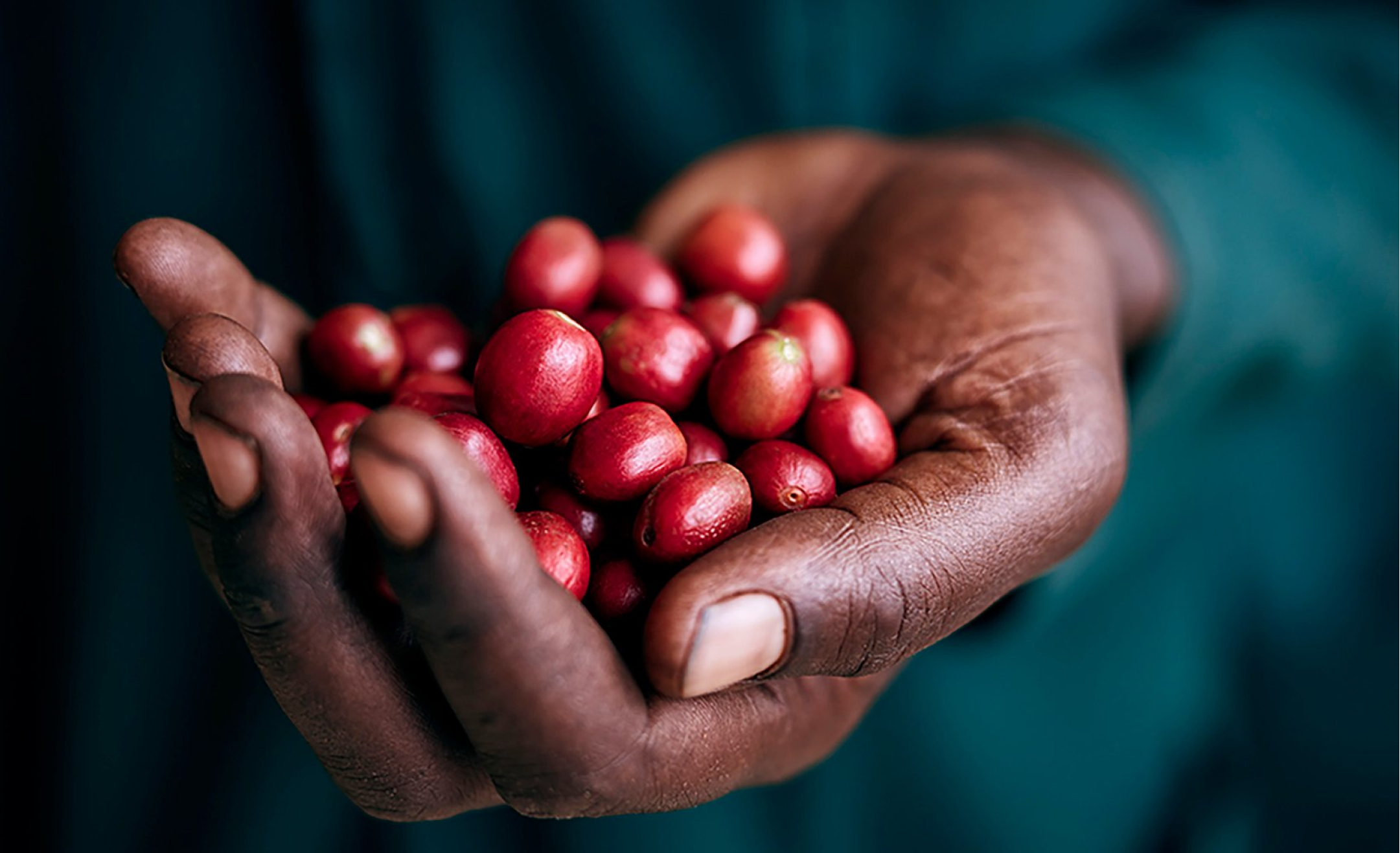 Hot Lava Java | House blends | Taylors of Harrogate